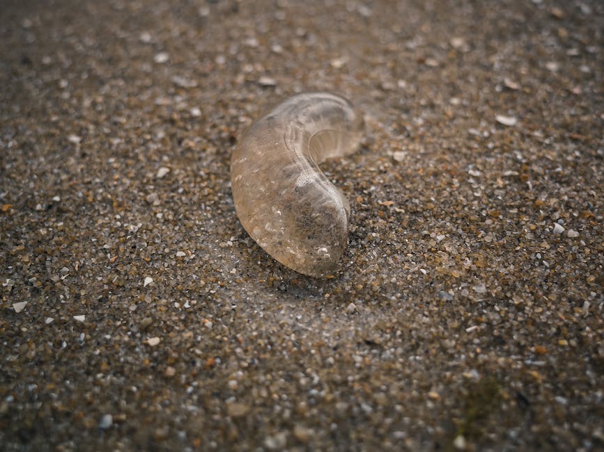 ℹ Descubriendo la Fruta con O: Beneficios y Recetas Originales