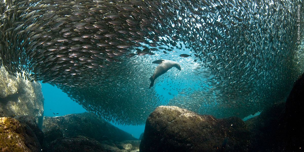 ℹ Datos curiosos sobre Cabo Pulmo, el impresionante Parque Nacional ...